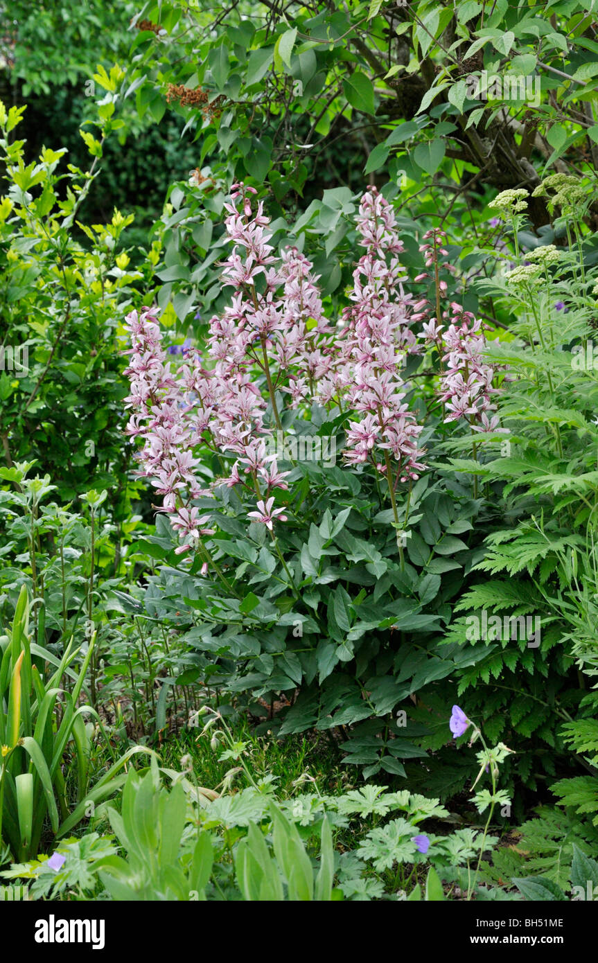 Dittany (Dictamnus albus Stock Photo - Alamy