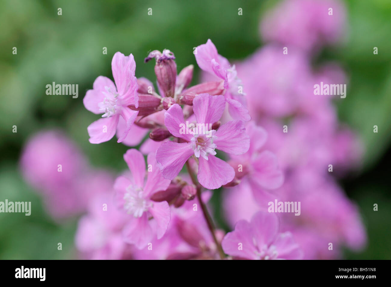 Sticky catchfly (Lychnis viscaria syn. Silene viscaria Stock Photo - Alamy