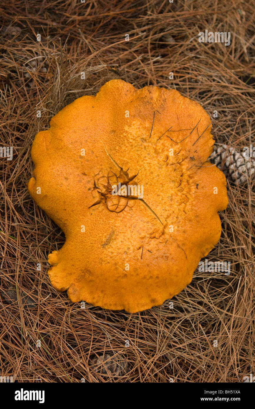 Fungi fungus mushroom orange hi-res stock photography and images - Alamy