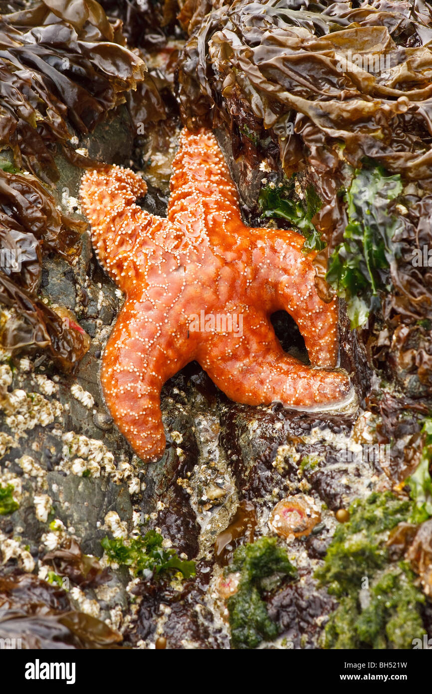 Ocher Starfish (Pisaster ochraceus) at Wickaninnish Beach - Pacific Rim ...