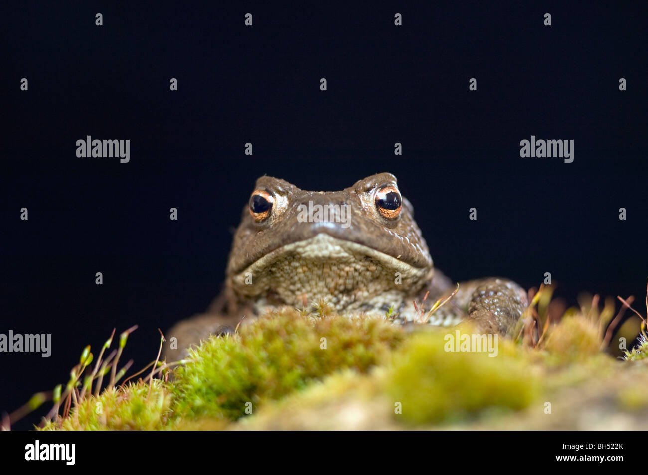 Up bufo hi-res stock photography and images - Alamy