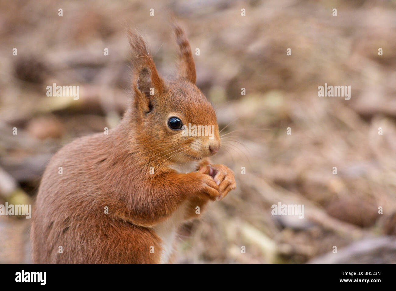 Red squirrel (Sciurius vulgaris) feeding head and shoulders Stock Photo ...