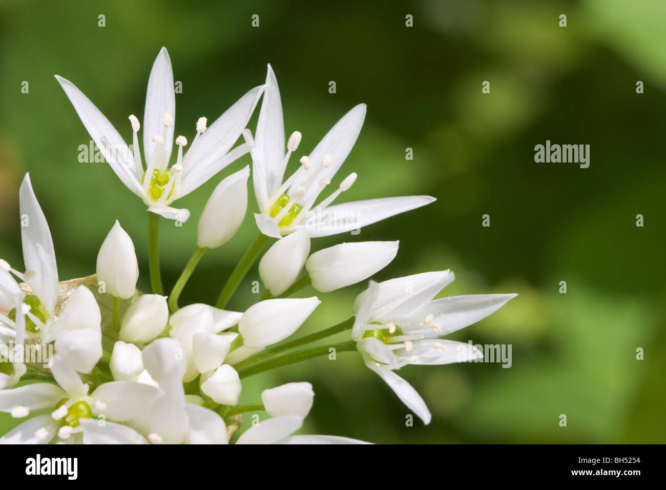 Allium ursinum ramsons wild garlic hi-res stock photography and images ...