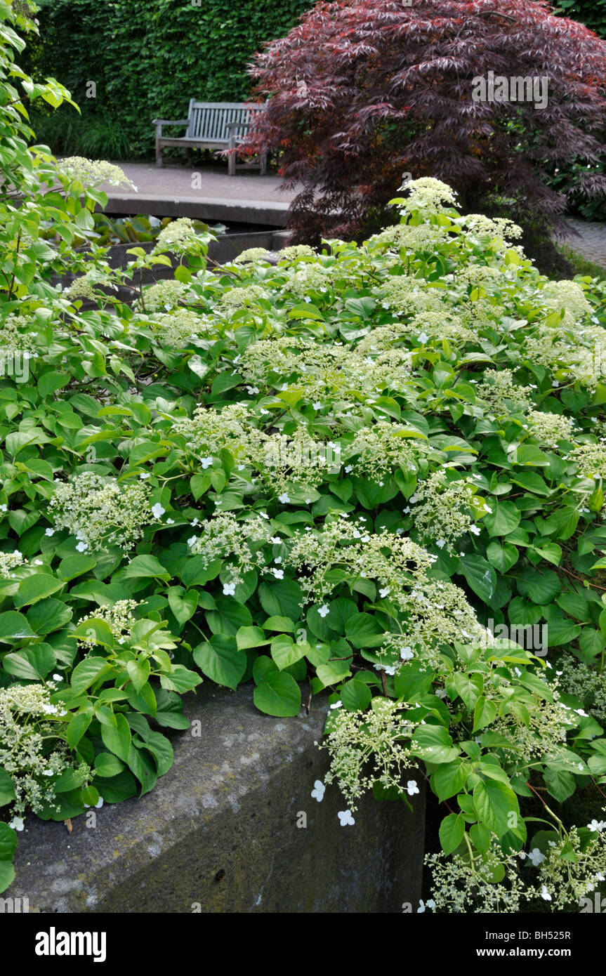 Hydrangea anomala subsp petiolaris hi-res stock photography and images ...