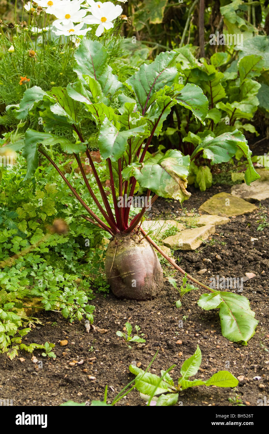 Large beetroot (Beta vulgaris) ready for picking on an allotment plot ...
