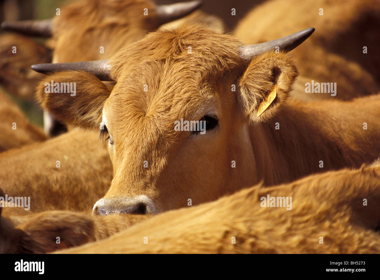 AUBRAC CALF, AVEYRON (12 Stock Photo - Alamy