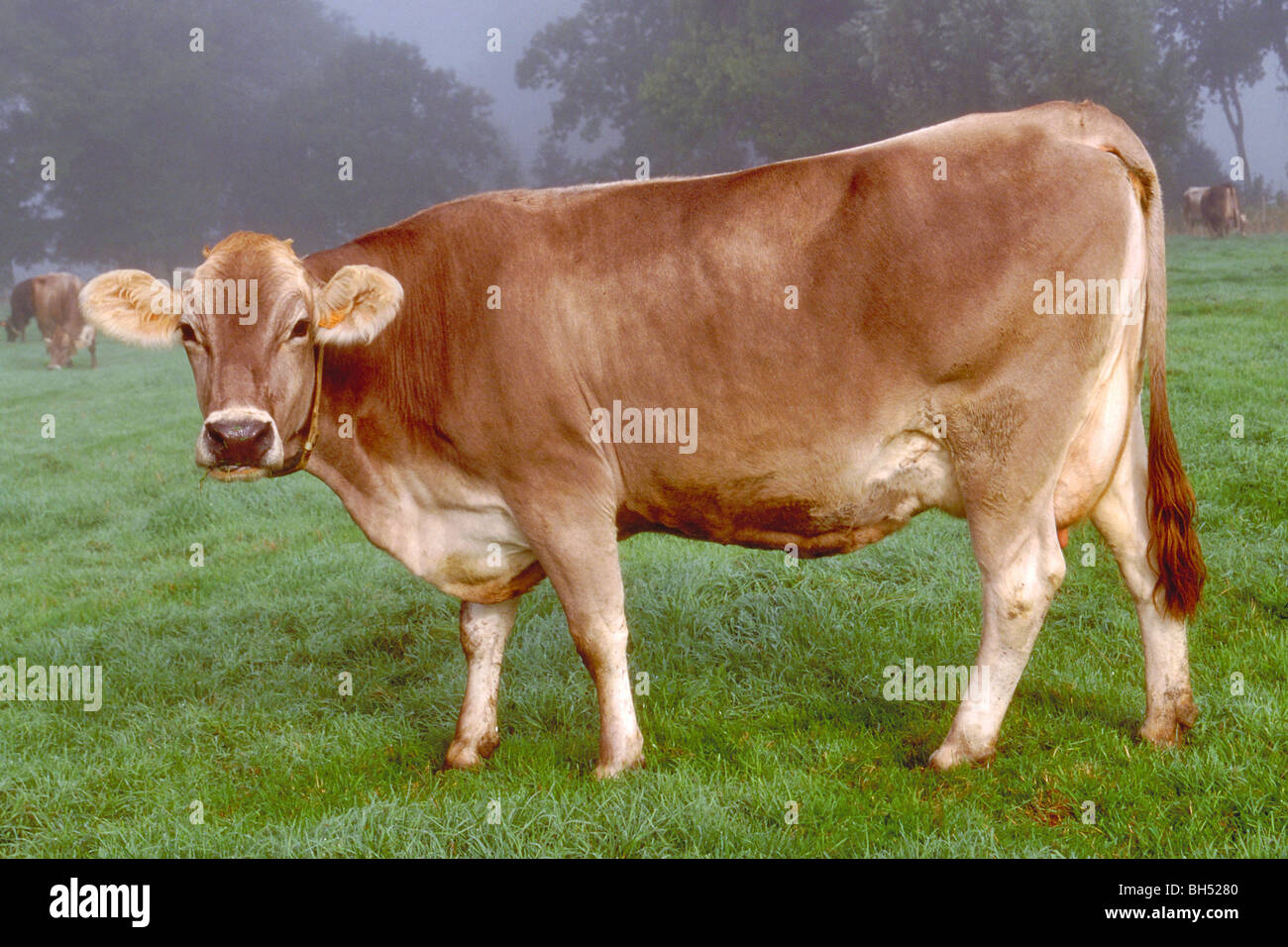 BRUNE (BROWN) COW Stock Photo - Alamy