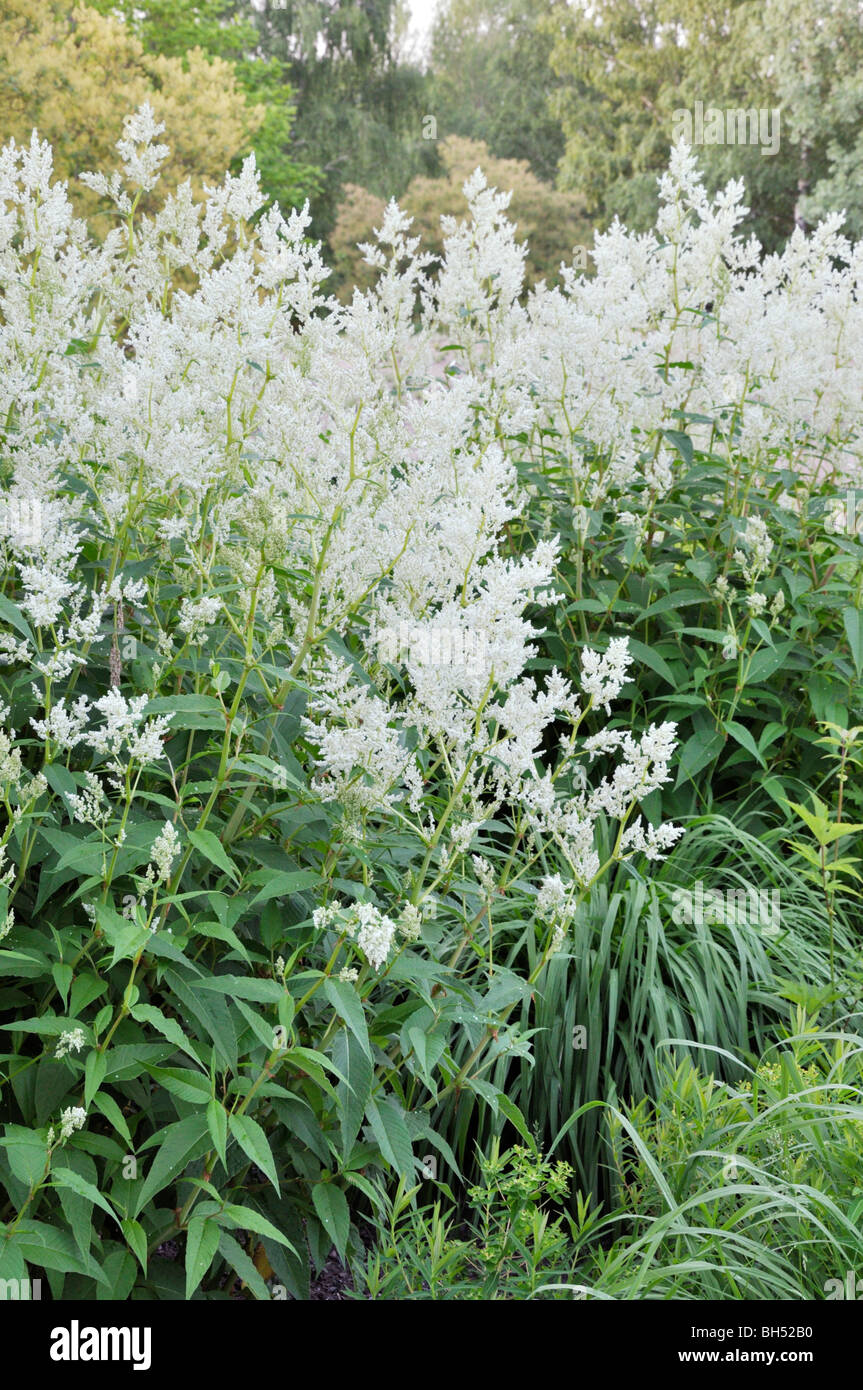 Alpine knotweed (Aconogonon alpinum syn. Polygonum alpinum Stock Photo ...