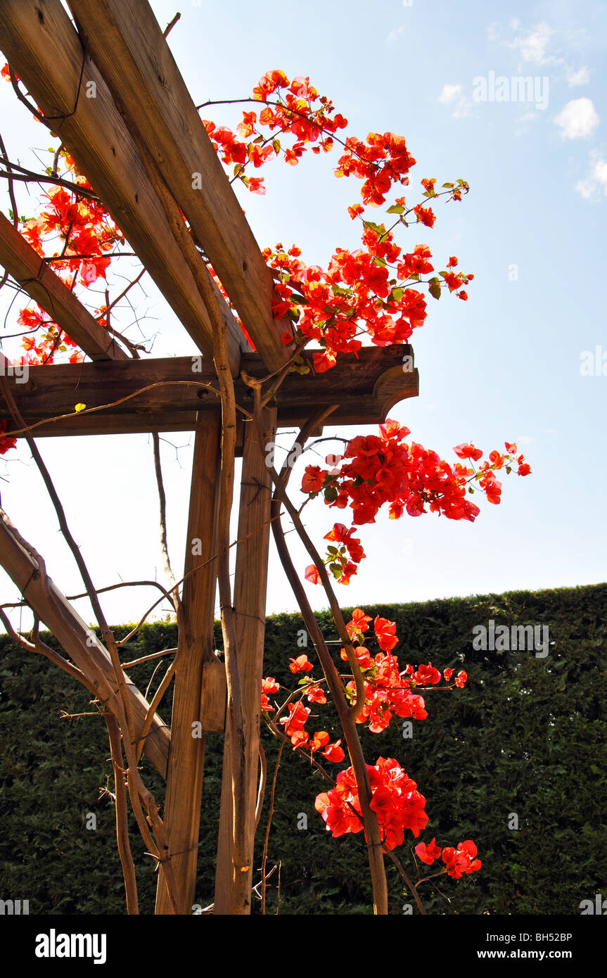 Flower vines hi-res stock photography and images - Alamy