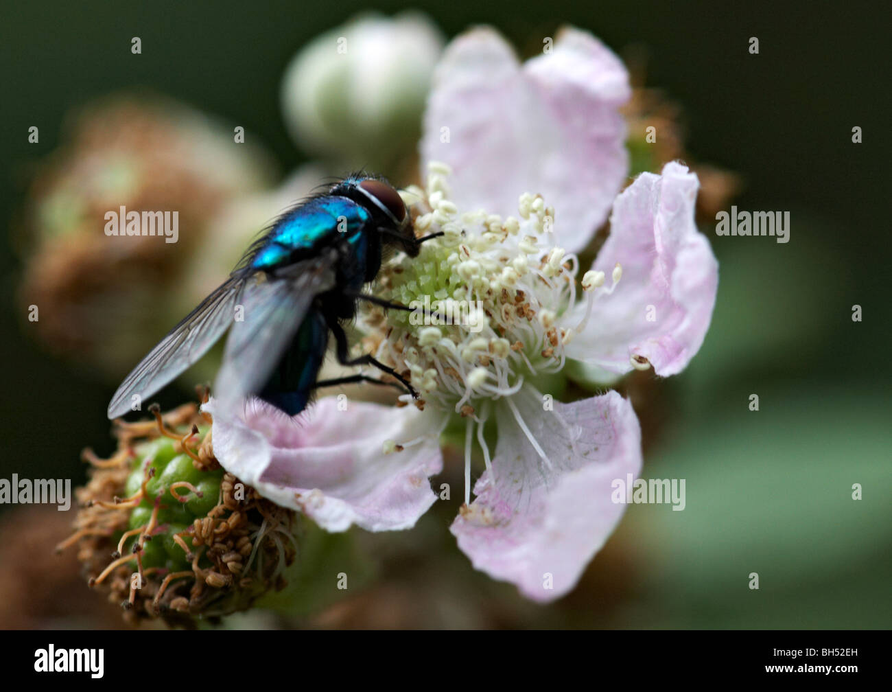 Calliphora erythrocephala hi-res stock photography and images - Alamy