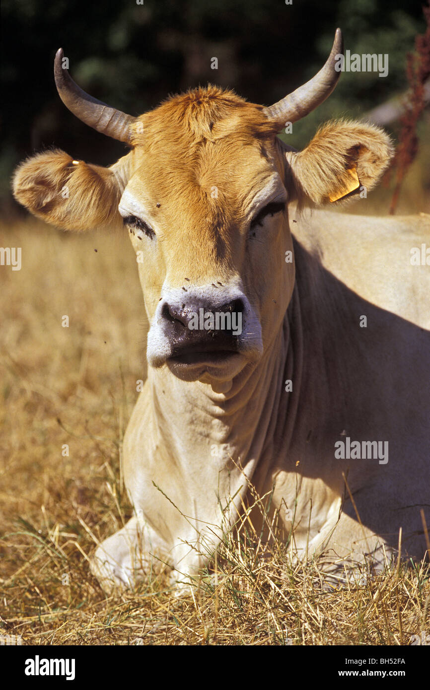 La maraichine hi-res stock photography and images - Alamy