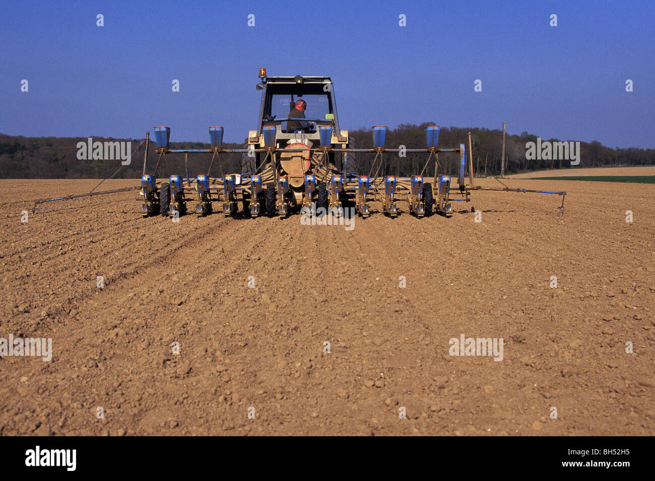 SOWING OF WHEAT Stock Photo - Alamy