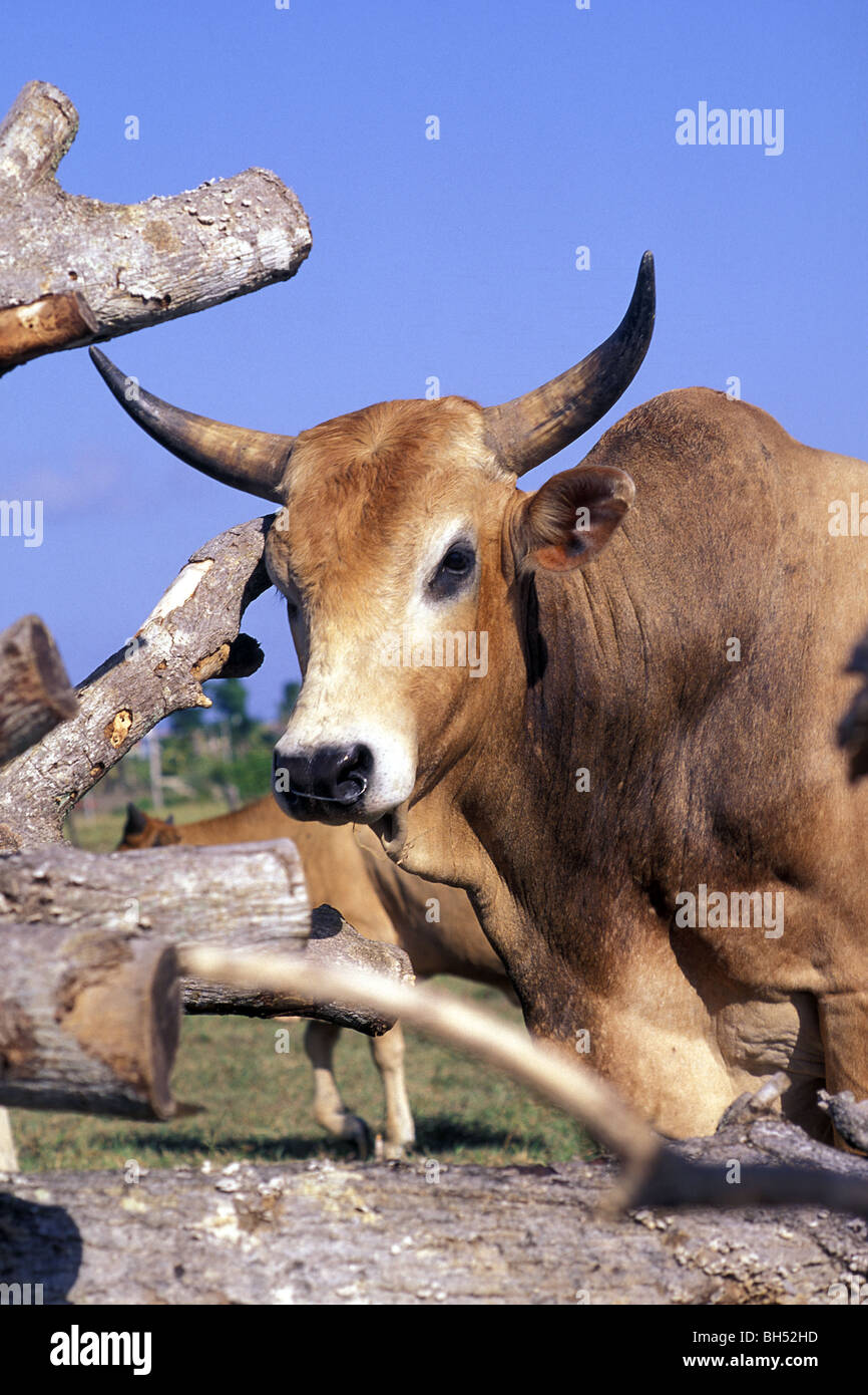 Tom bull hi-res stock photography and images - Alamy