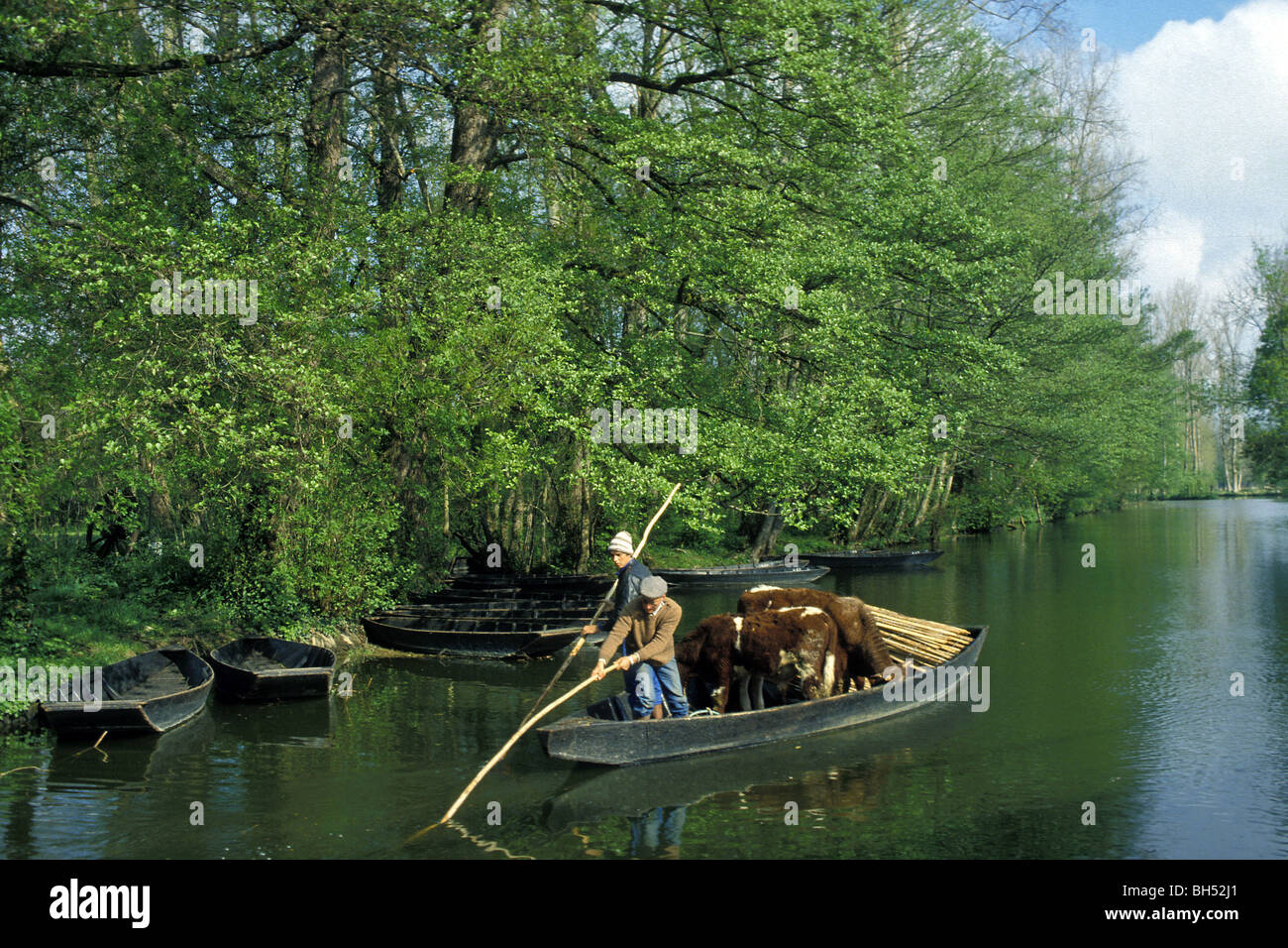 Farming transporting cows in a boat in the marais poitevin hi-res stock ...