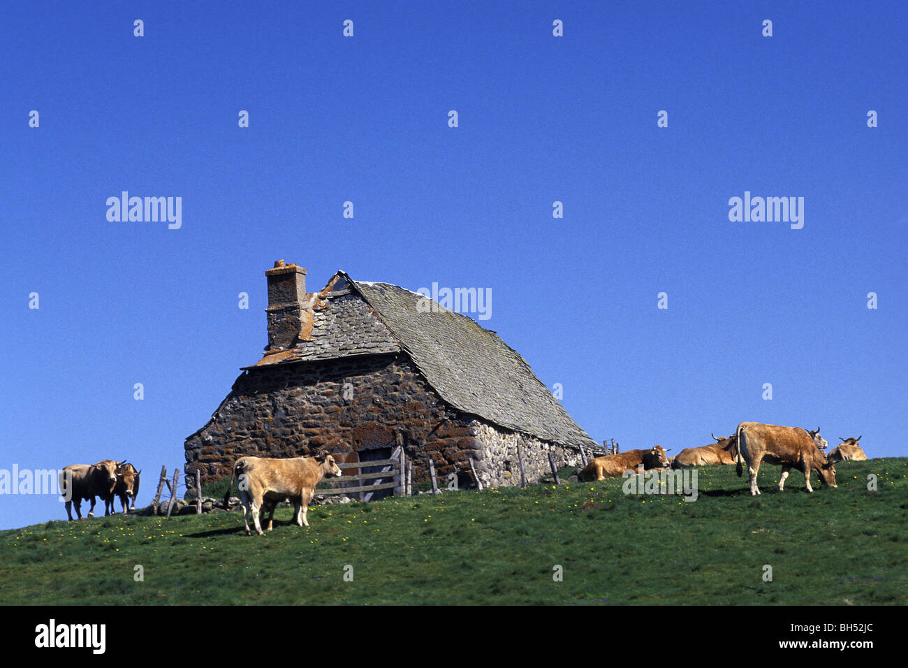 AUBRAC COWS IN THE MOUNTAINS, AVEYRON (12 Stock Photo - Alamy