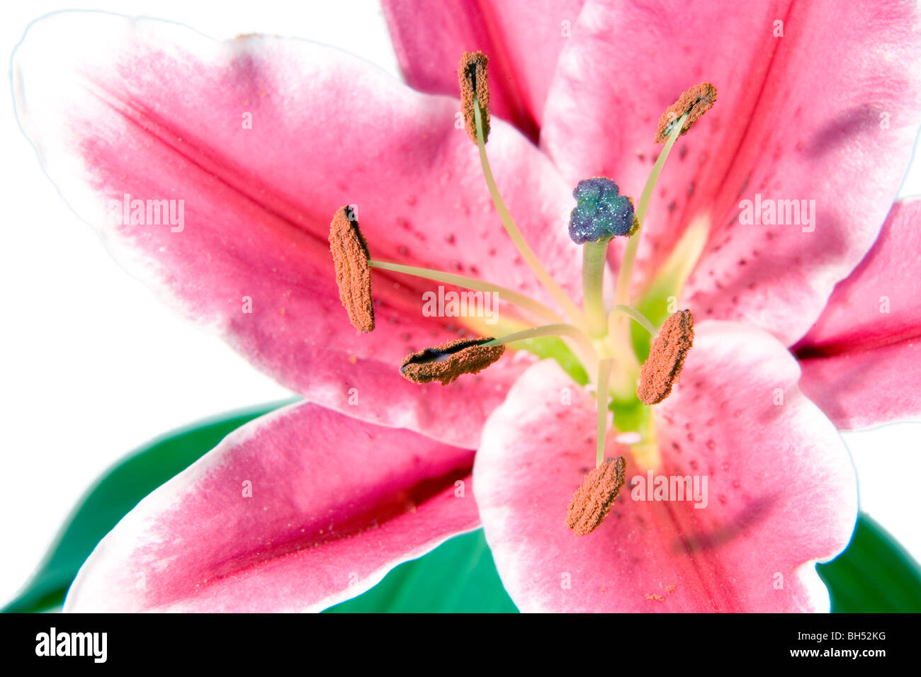 Star Gazer Lily Flower (Lilium Stargazer Stock Photo - Alamy