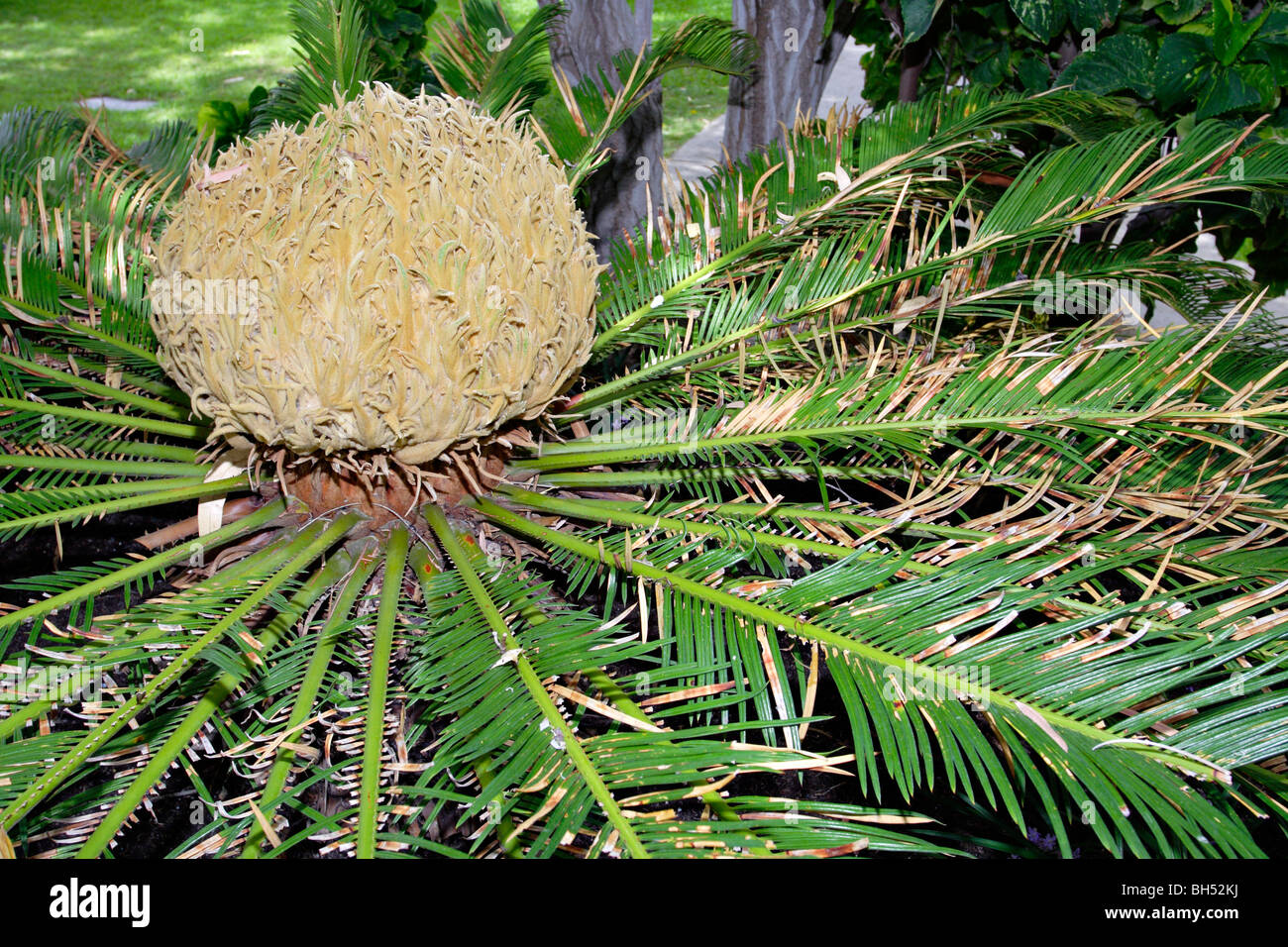 Cycadophyta hi-res stock photography and images - Alamy