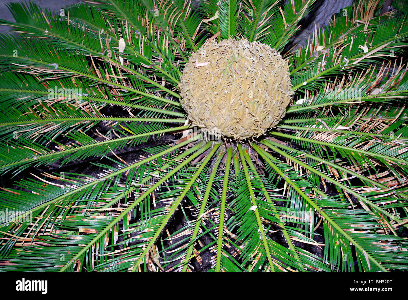 Cycad plant in Western Australia Stock Photo - Alamy