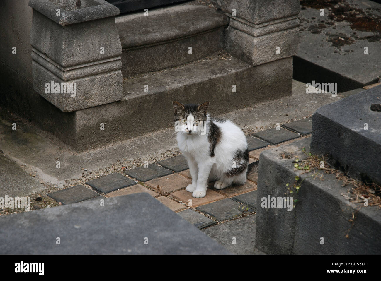 A stray graveyard cat in Montmartre Cemetery in Paris Stock Photo - Alamy