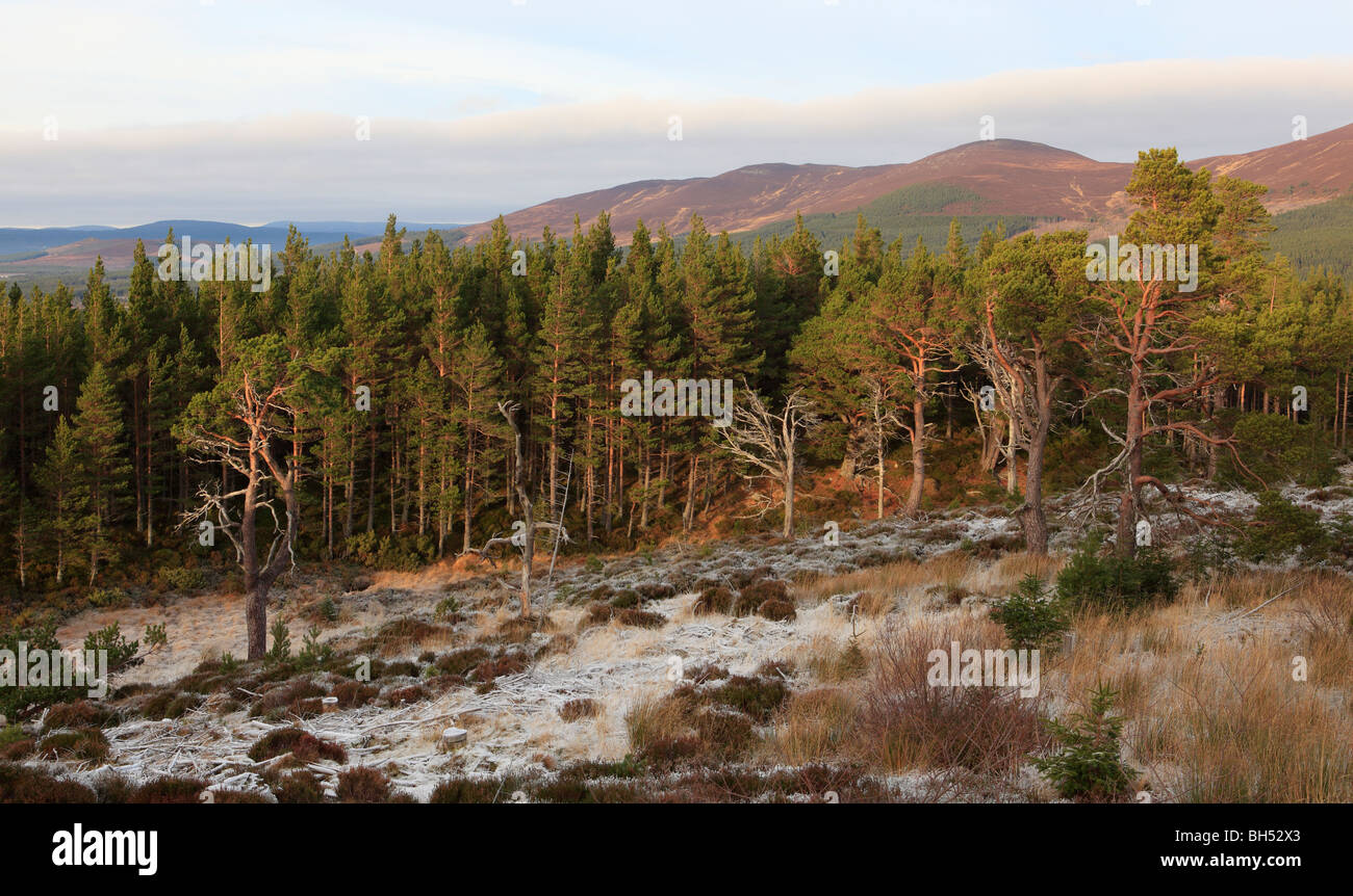 Scottish pine hi-res stock photography and images - Alamy
