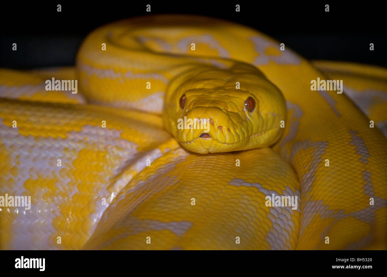 Yellow Anaconda Python Snake Anaconda Gallery Our Beautiful, Chunky