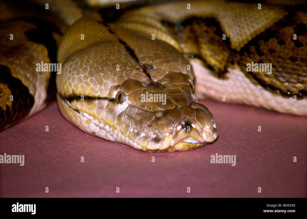 photos,environment,natural,nature,reptiles,reptile,one animal,nobody ...