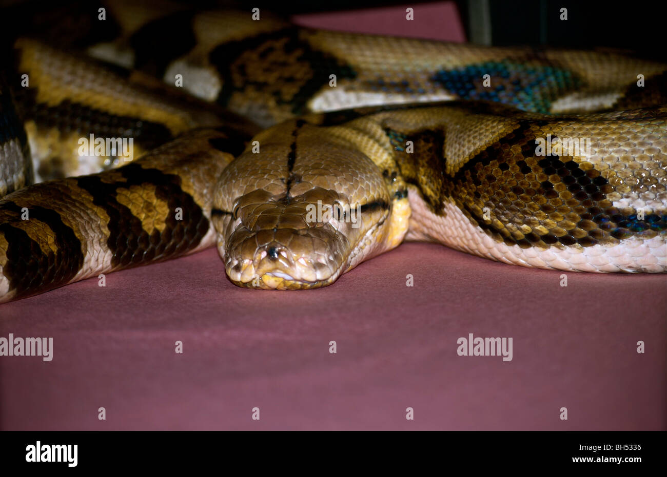 Adult male yellow anaconda eunectes nataeus hi-res stock photography ...