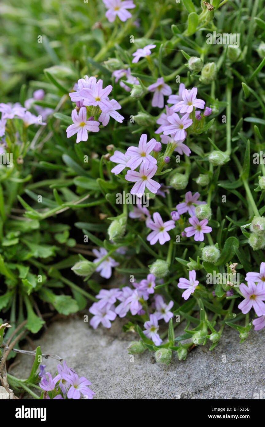 Erinus alpinus hi-res stock photography and images - Alamy