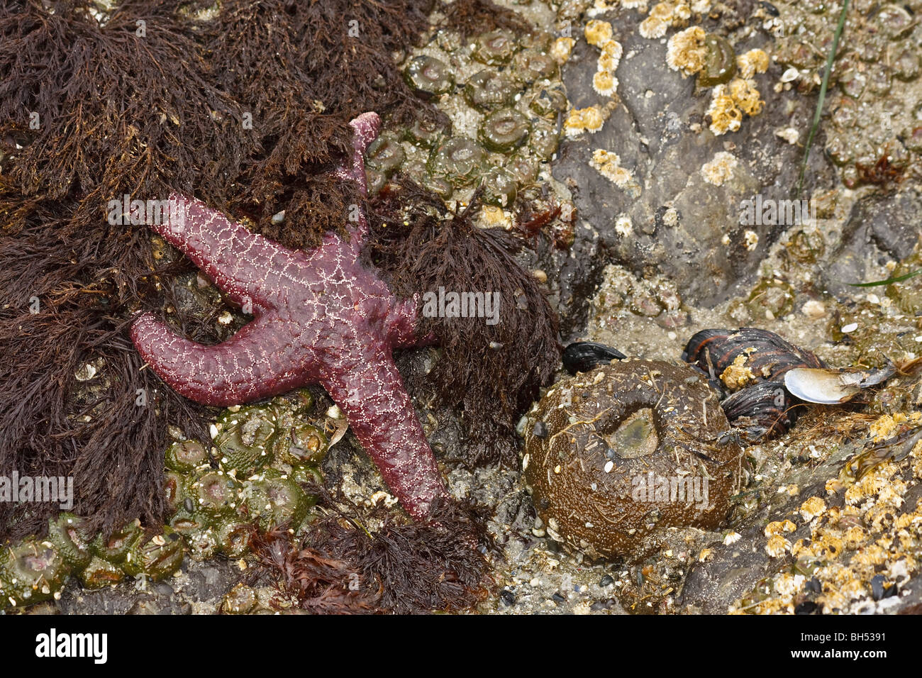 Intertidal predator hi-res stock photography and images - Alamy