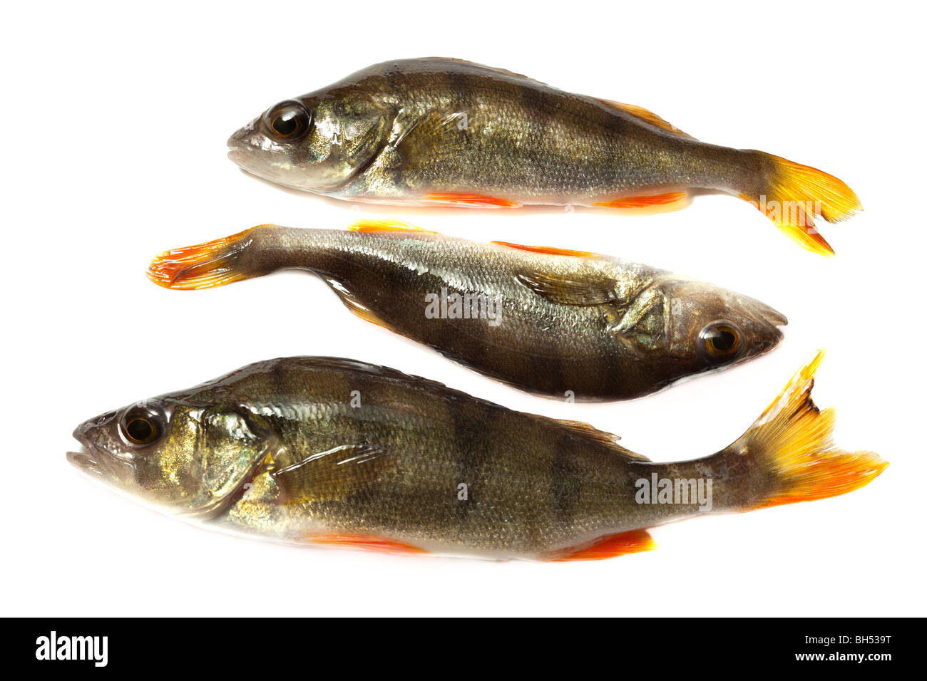 Isolated river fish hi-res stock photography and images - Alamy