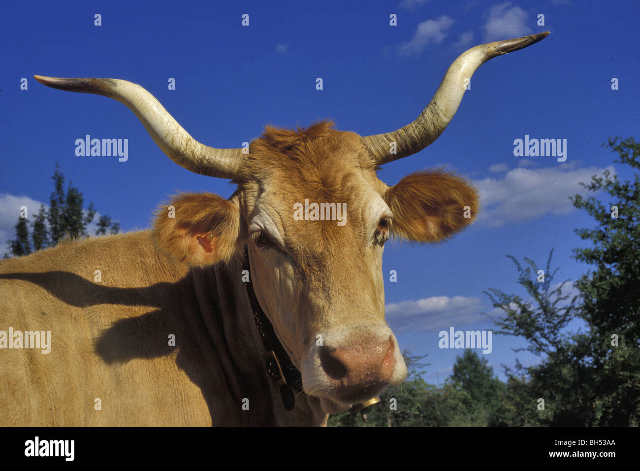 Horizontal photo bearnaise cow hi-res stock photography and images - Alamy