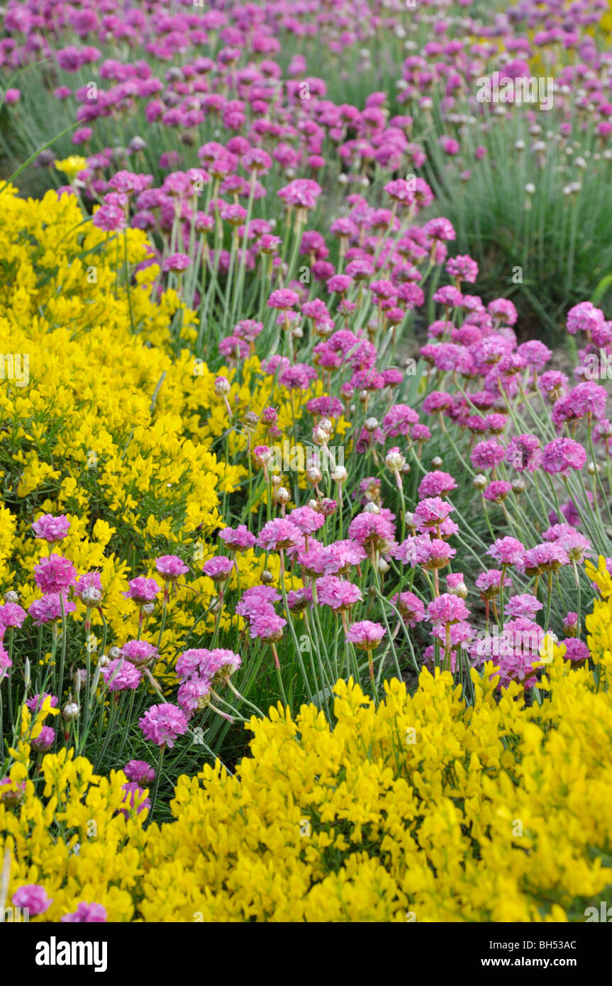 Thrift (Armeria maritima) and lydia broom (Genista lydia Stock Photo ...
