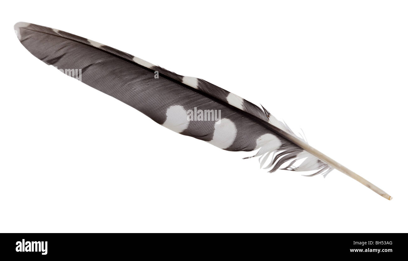 Feathers hi-res stock photography and images - Alamy