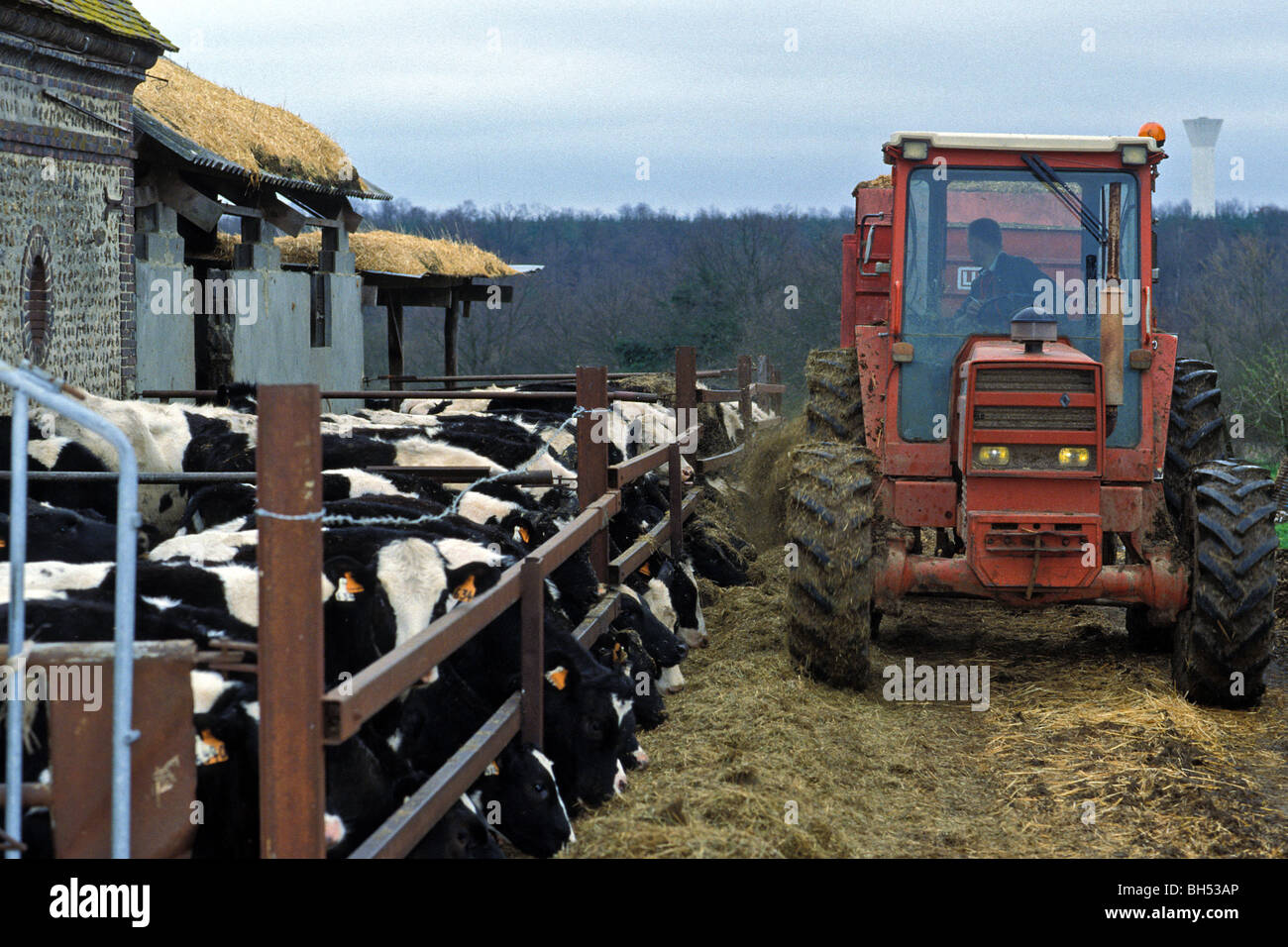 Eure feeding the animals on a dairy farm hi-res stock photography and ...