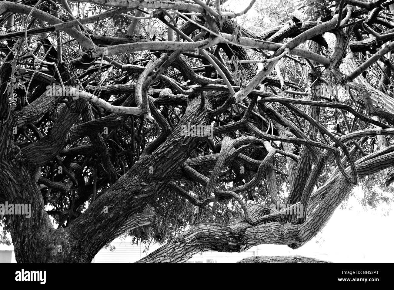 Thick wooden Black and White Stock Photos & Images - Alamy