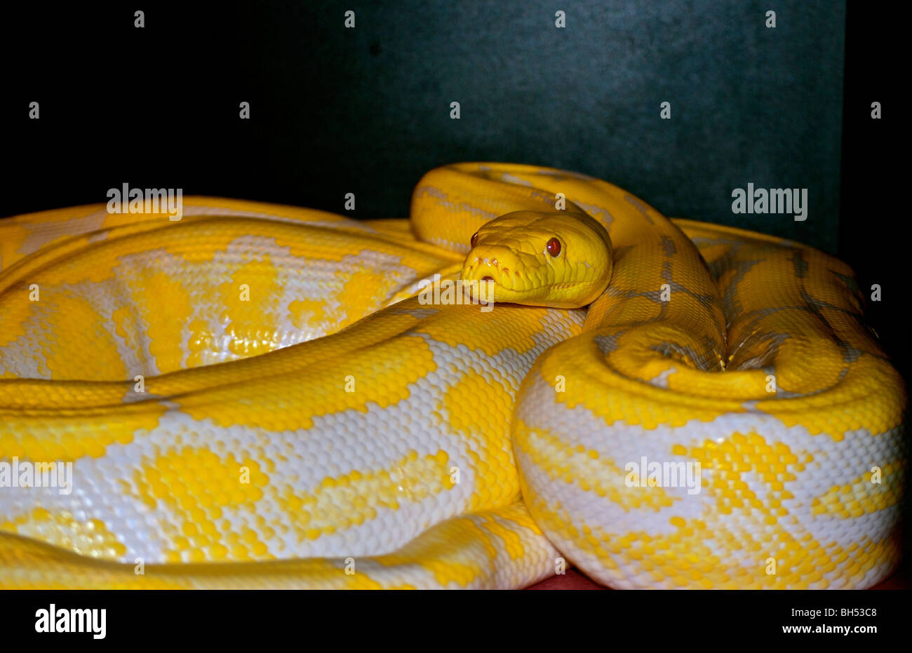 Snakes environment hi-res stock photography and images - Alamy