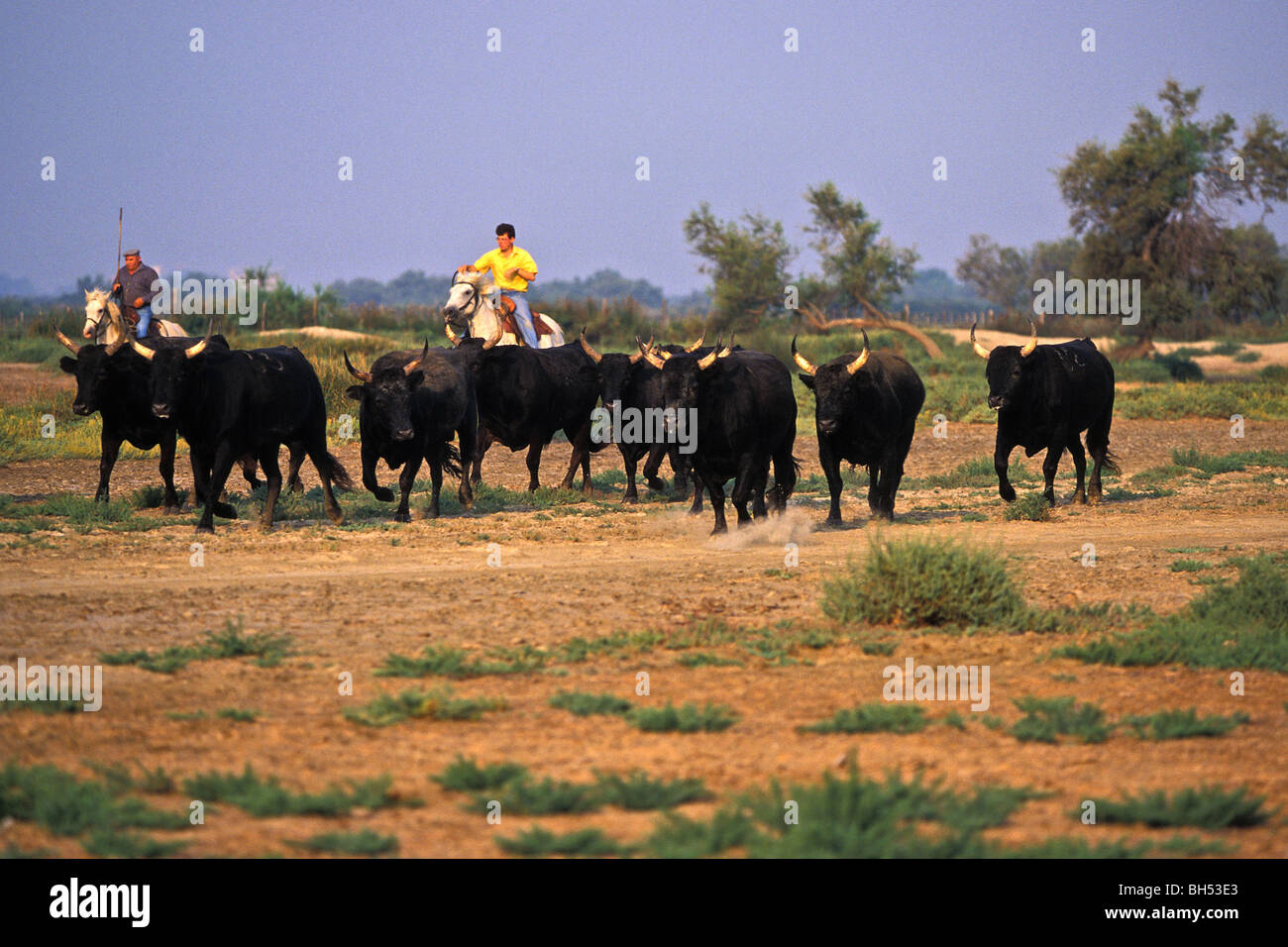 Camargue cows hi-res stock photography and images - Alamy