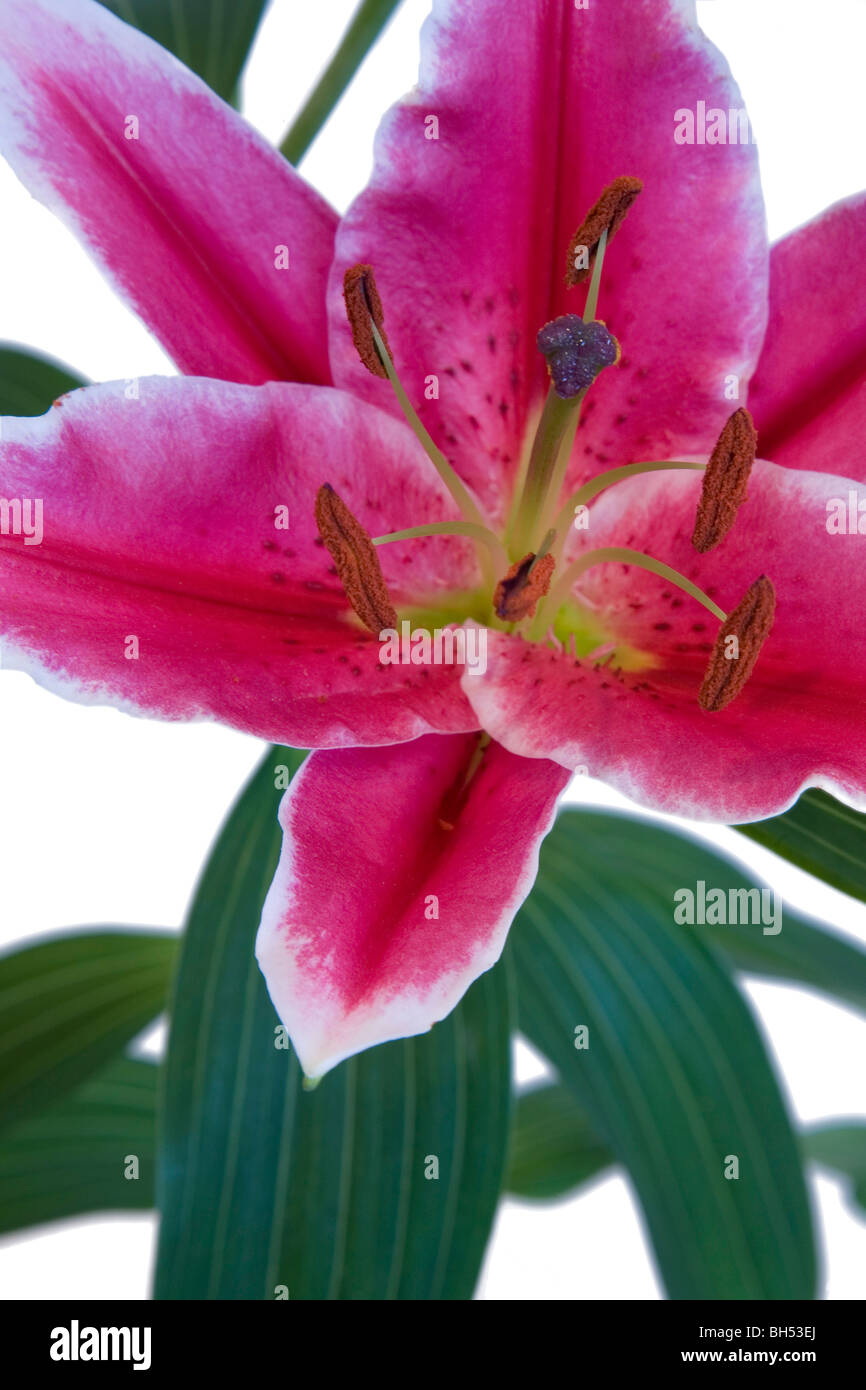 Star Gazer Lily Flower (Lilium Stargazer Stock Photo - Alamy