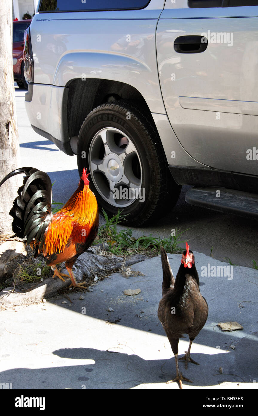 Roosters rooster chicken key west hi-res stock photography and images ...