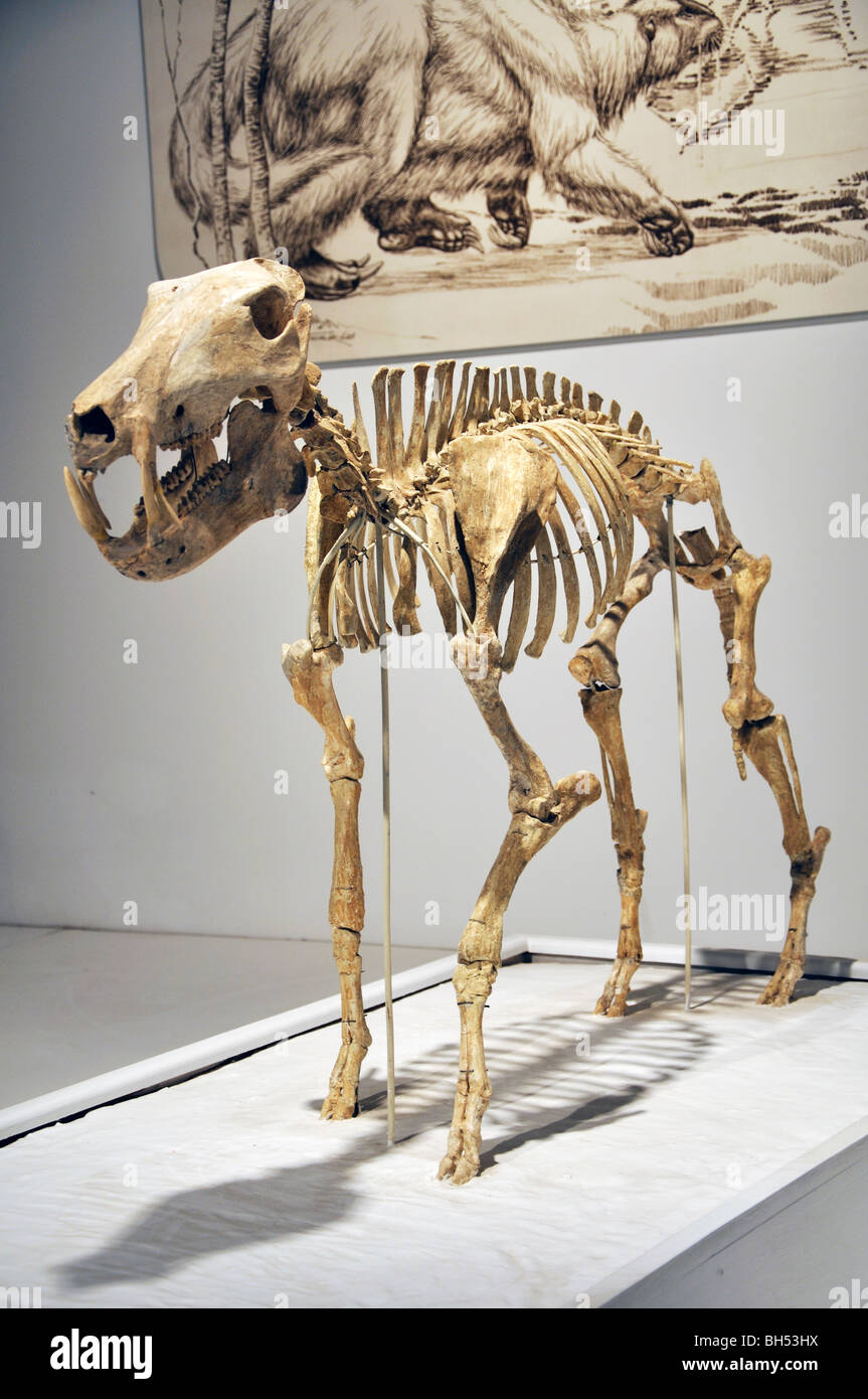 Peccary skeleton at Panhandle-Plains Historical Museum, Amarillo, Texas ...