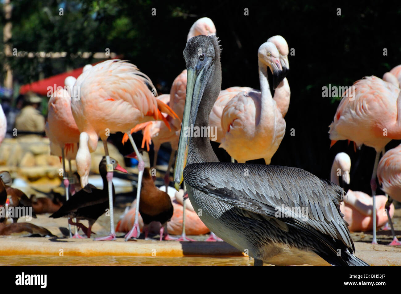 Pelican and flamingos Stock Photo - Alamy