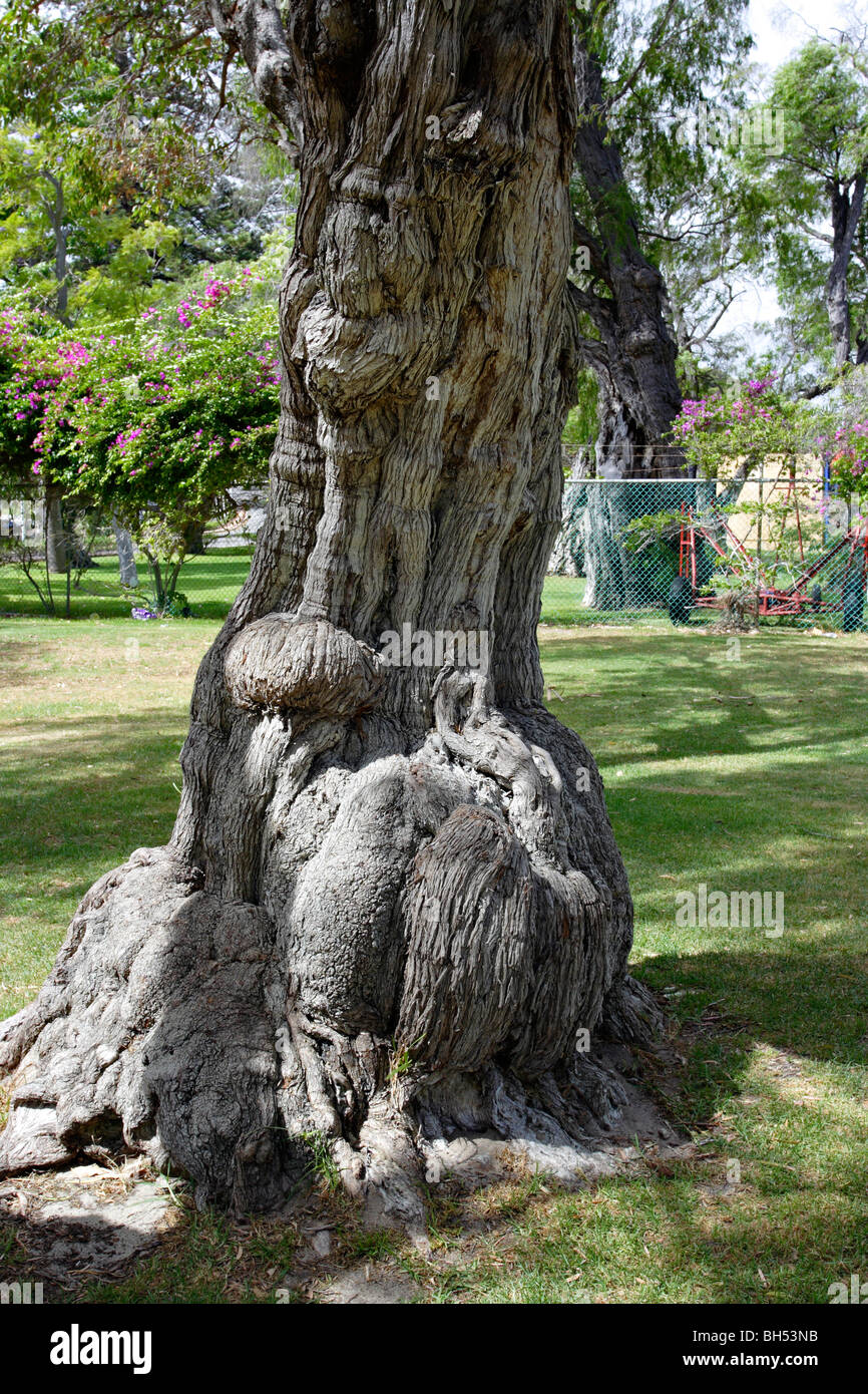 Tree bulbous trunk hi-res stock photography and images - Alamy