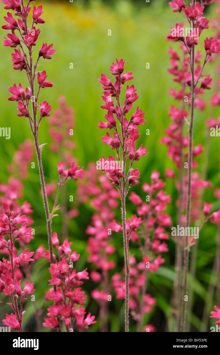 Heuchera Sanguinea Splendens