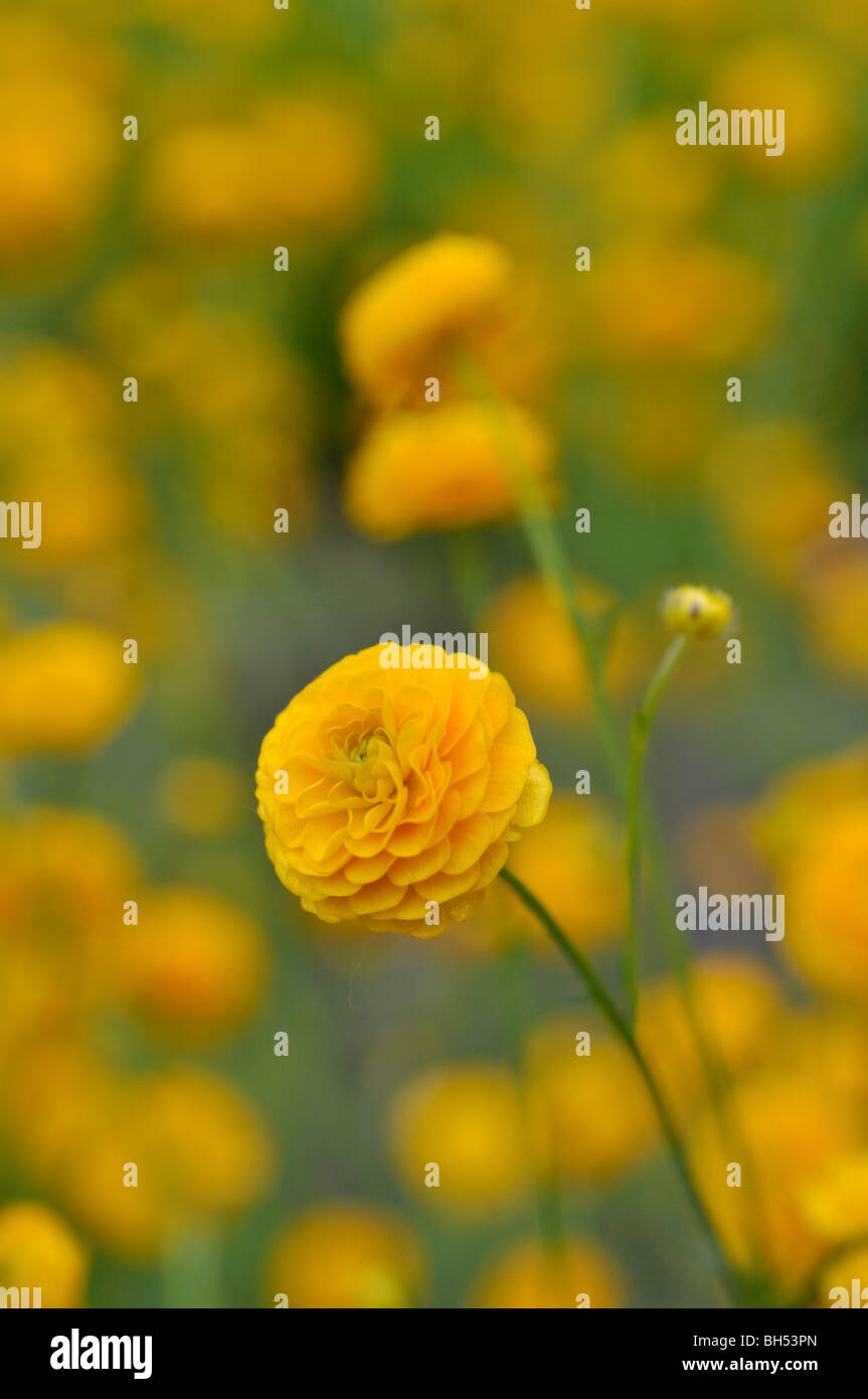 Meadow buttercup (Ranunculus acris 'Multiplex' Stock Photo - Alamy