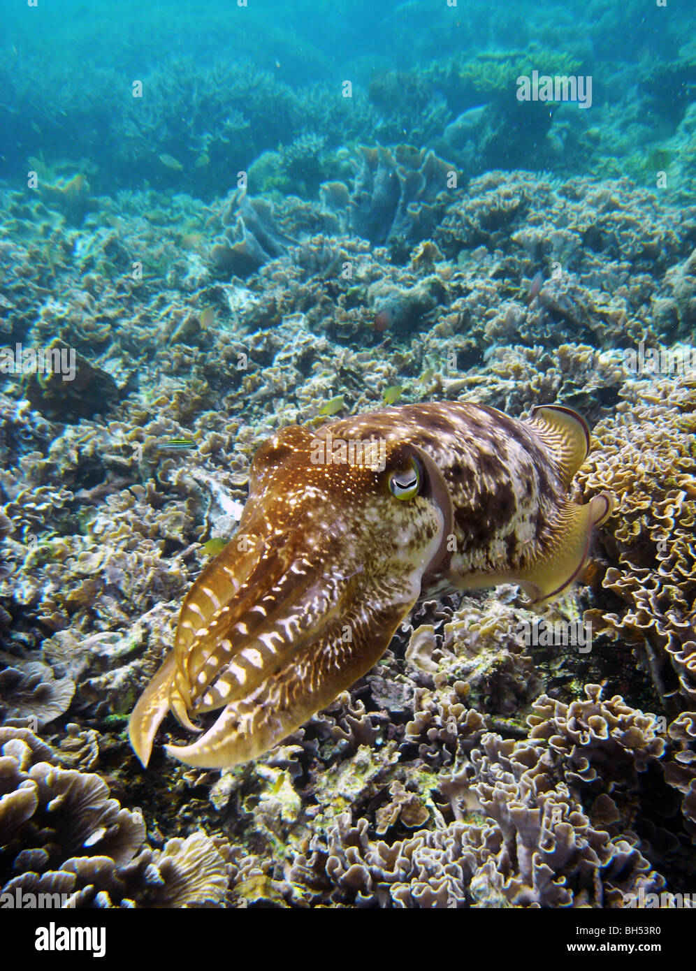 Cuttlefish hi-res stock photography and images - Alamy