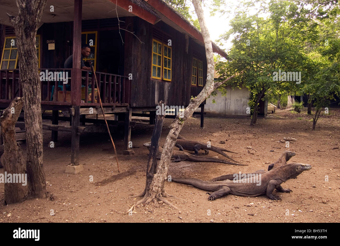 Wild Komodo dragons lurking about at the Rinca Island ranger station ...