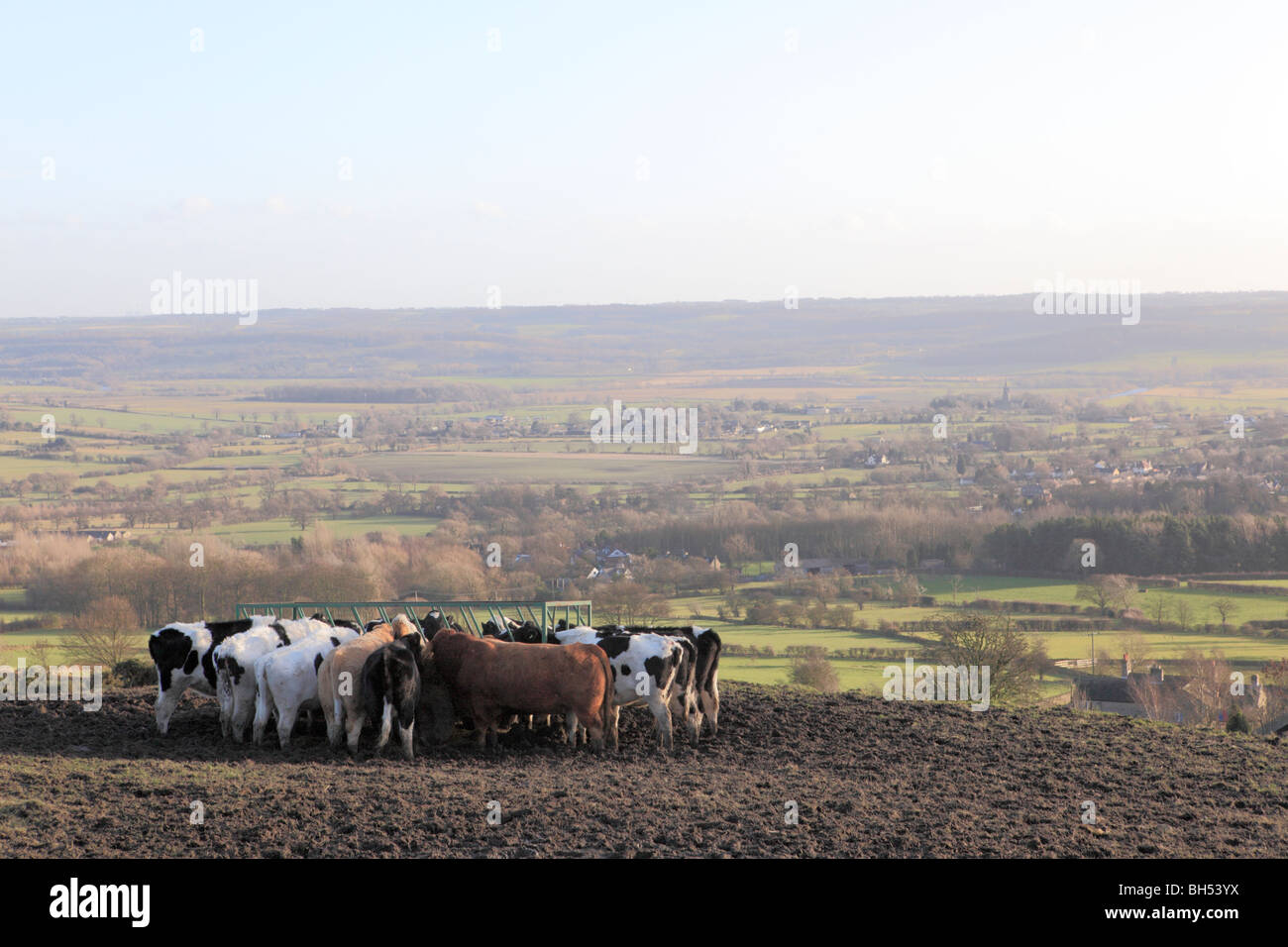 Cows Feeding from Manger Stock Photo - Alamy