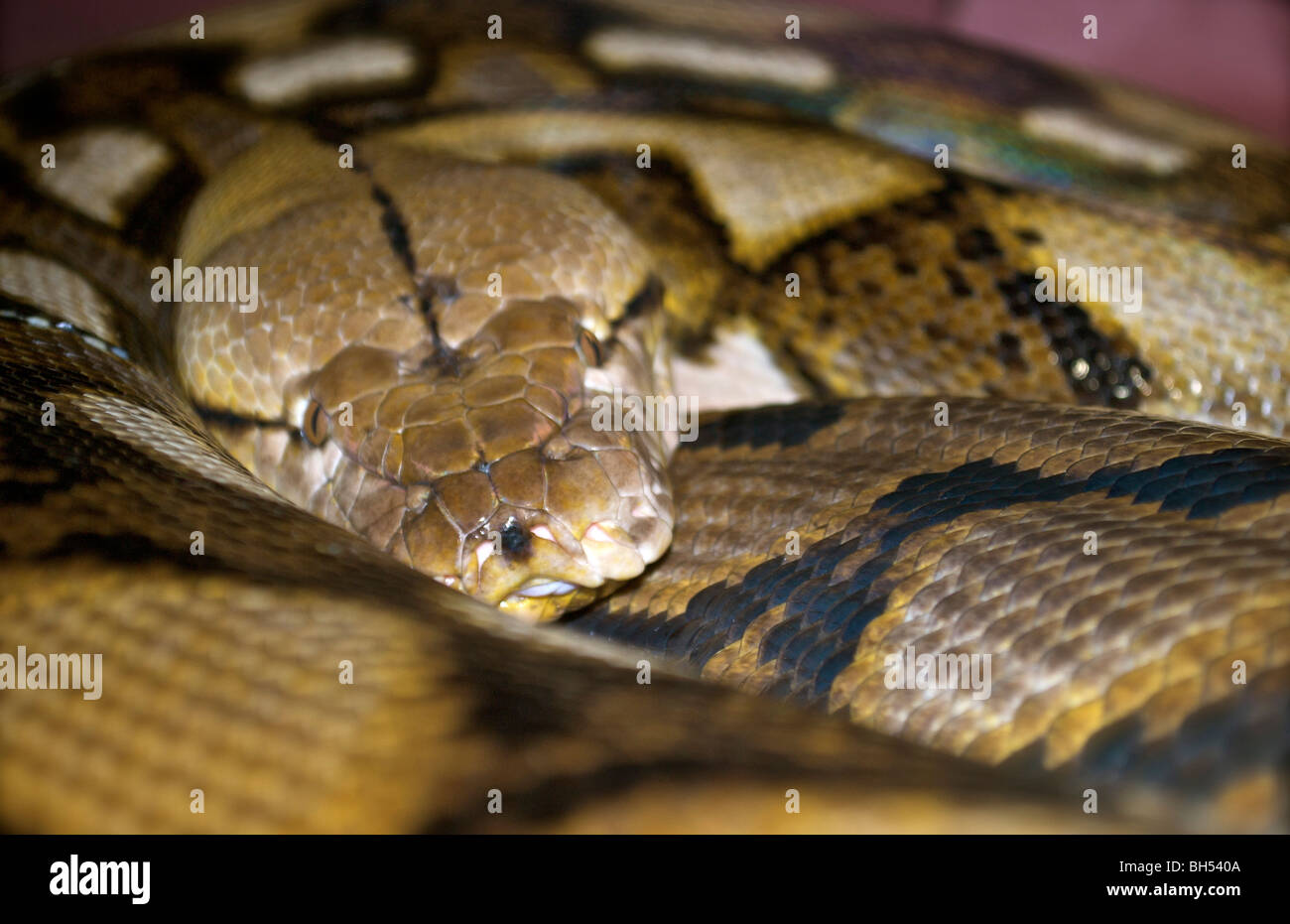 photos,environment,natural,nature,reptiles,reptile,one animal,nobody ...