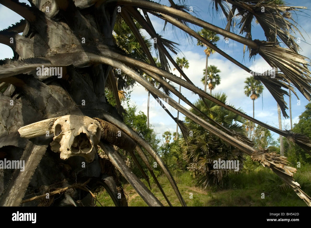 Komodo island and trees hi-res stock photography and images - Alamy