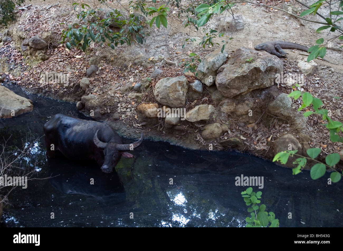 Watching komodo dragon High Resolution Stock Photography and Images - Alamy